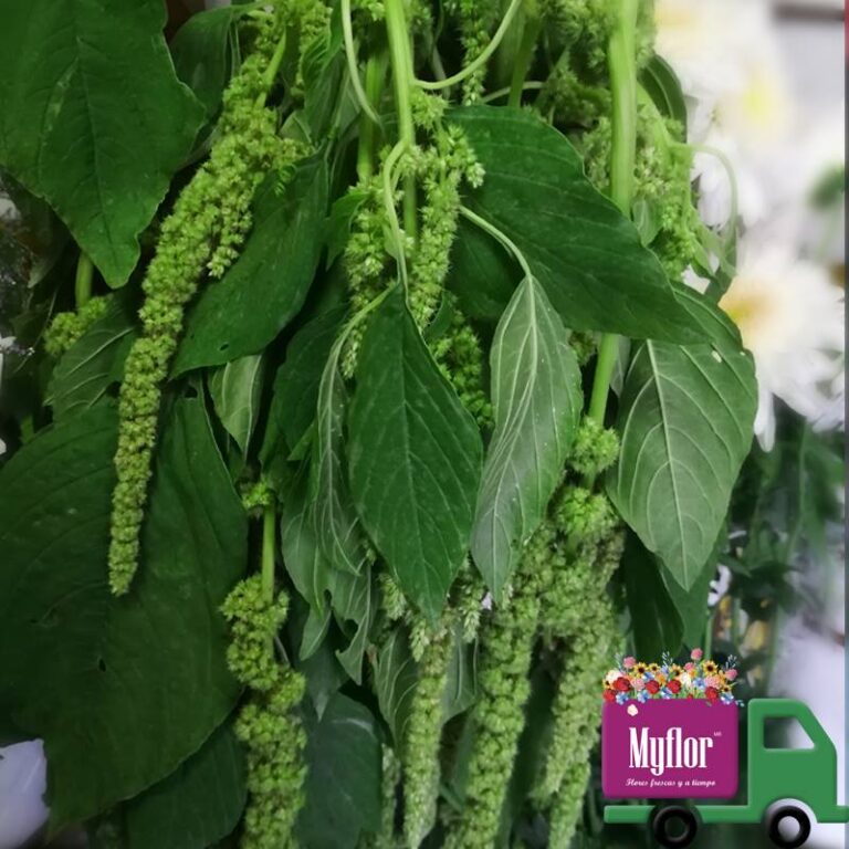 AMARANTO VERDE - Flores de Mayoreo