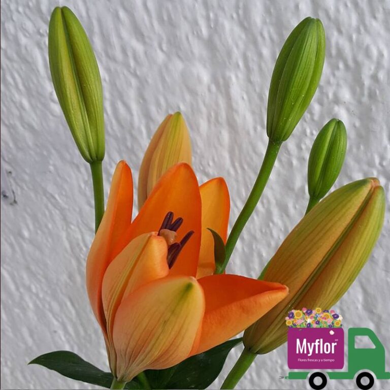 LILI MELON - Flores de Mayoreo