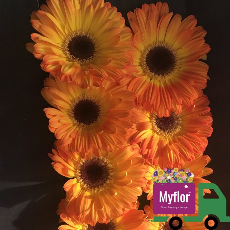 GERBERA MIRASOL - Flores de Mayoreo