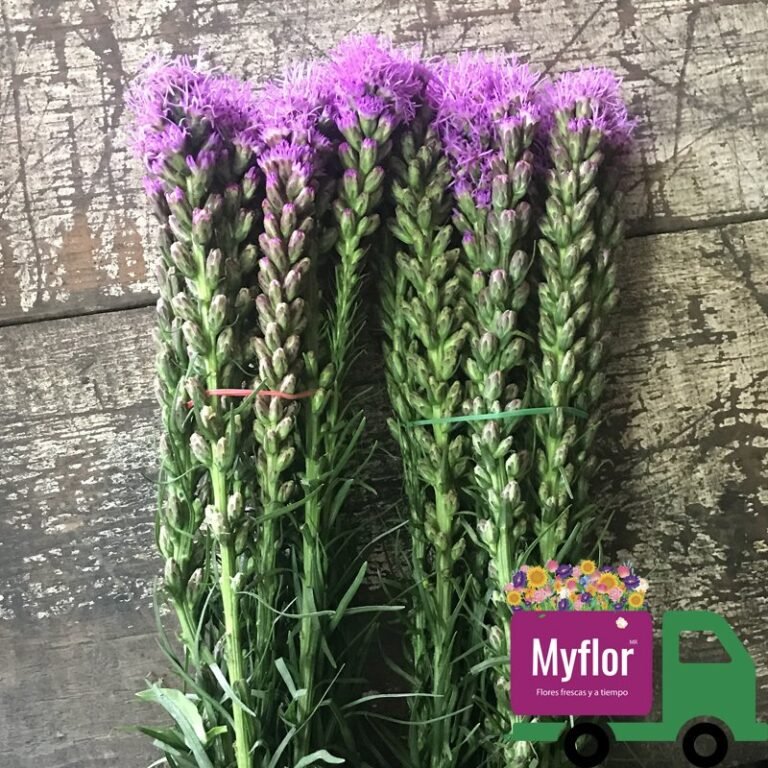 LIATRIX - Flores de Mayoreo