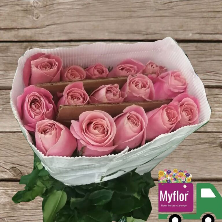 Rosas fiusha - Flores de Mayoreo